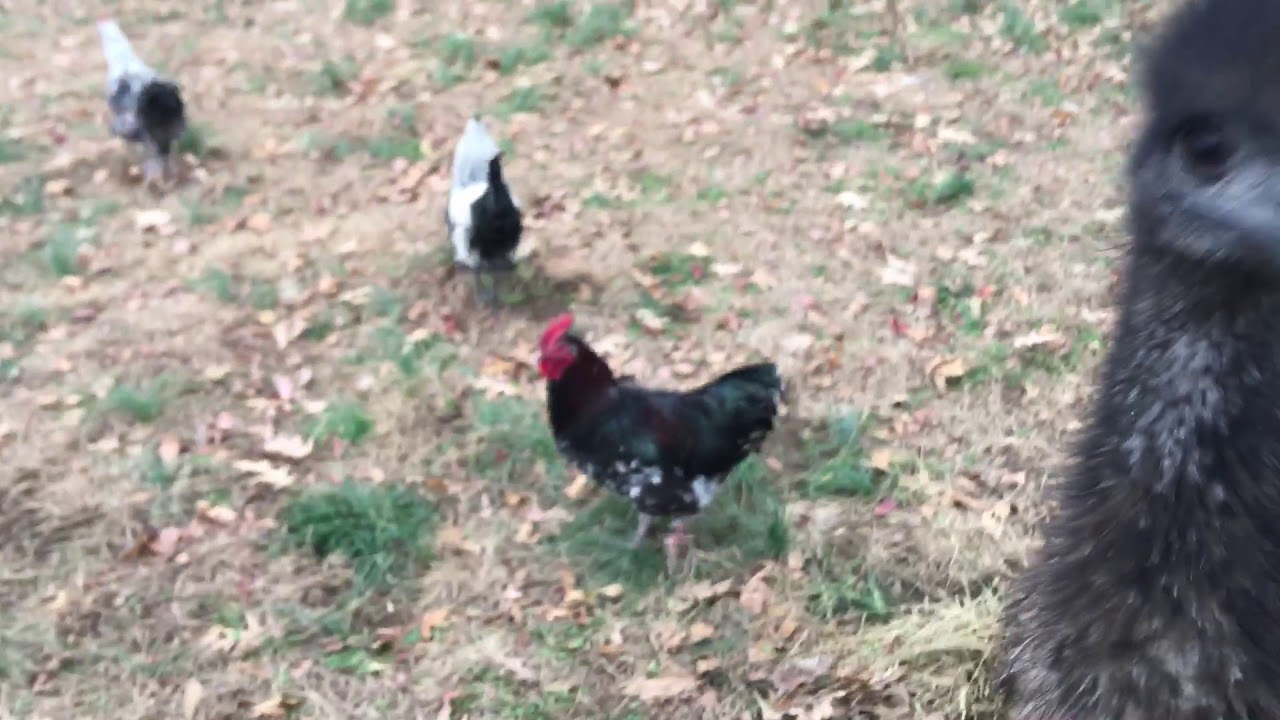 Too Many Chickens! - YouTube