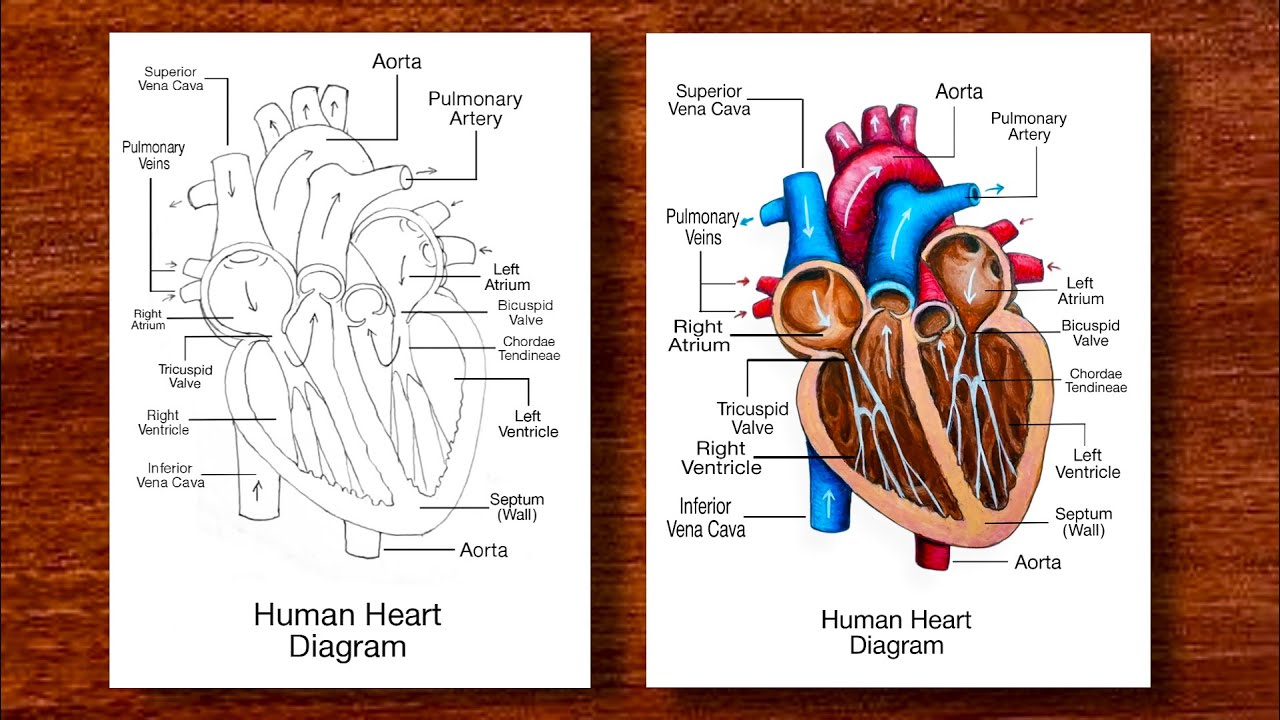 How to Draw Human Heart Diagram Drawing | Heart Drawing step by step ...