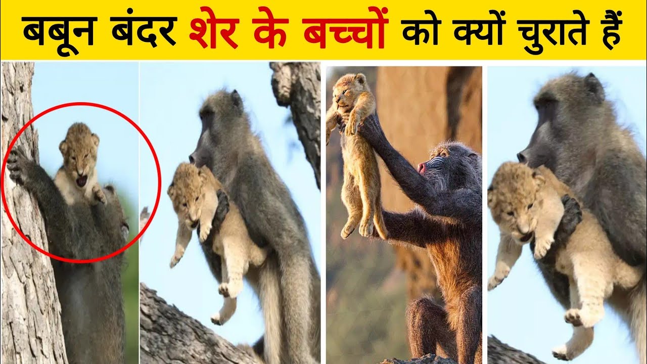 बबून बंदर शेर के बच्चों को चुराकर मार क्यों देते हैं ? Baboon stealing ...
