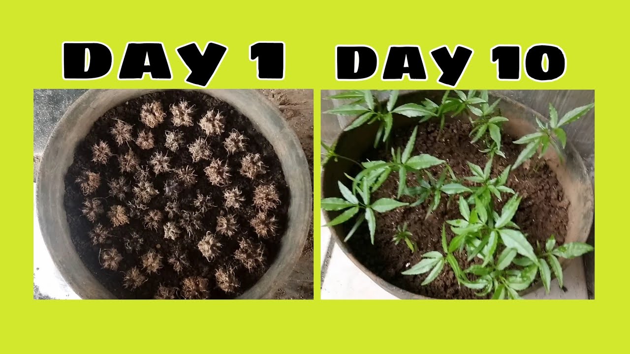 How To Grow Ambarella From Seed || Fer Nursery. - YouTube
