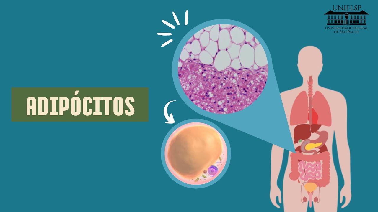COMO OS ADIPÓCITOS FUNCIONAM NO CORPO HUMANO? - YouTube