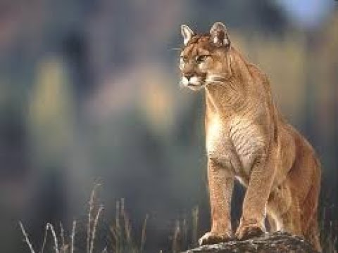 Axmaq Puma Sindromu