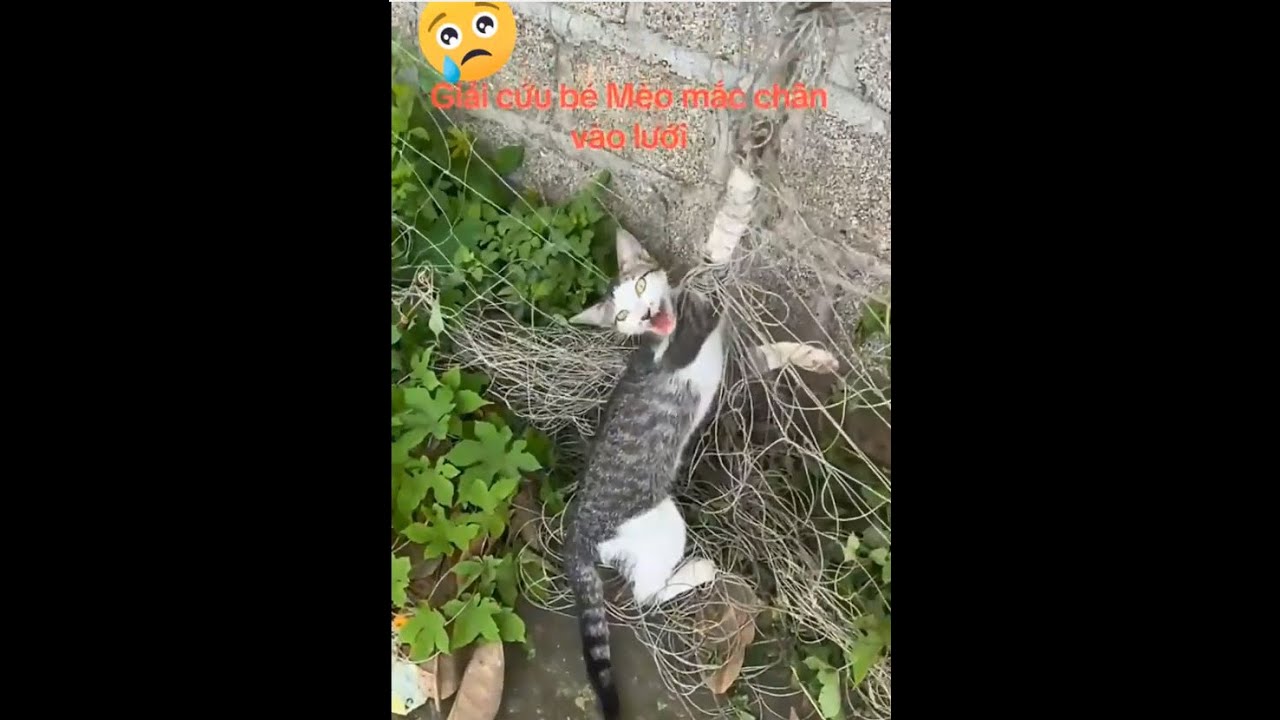 Cat stuck in net | Makes A Pleading Cry For Help As Someone Passed By ...