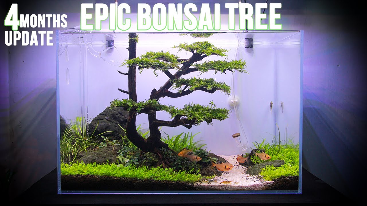 Epic Bonsai Tree Aquarium 4 Months Update - YouTube