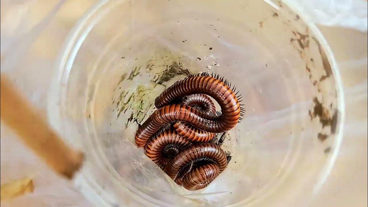 Exploring, Discovering And Captured Big Worm Millipedes, Insects ...