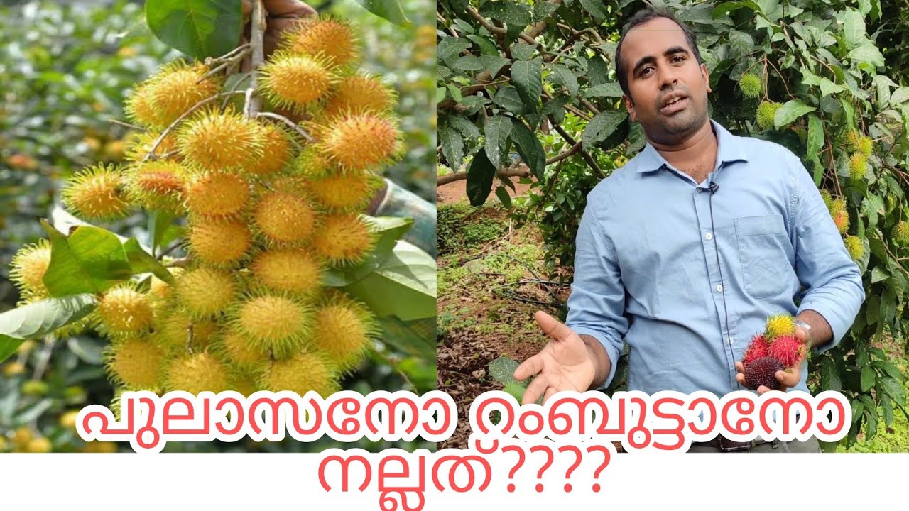 Comparing rambutan varieties(E35, N18, superking) and pulasan/dr ...