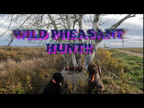Hunting Wild Pheasants In Atlantic Canada - YouTube