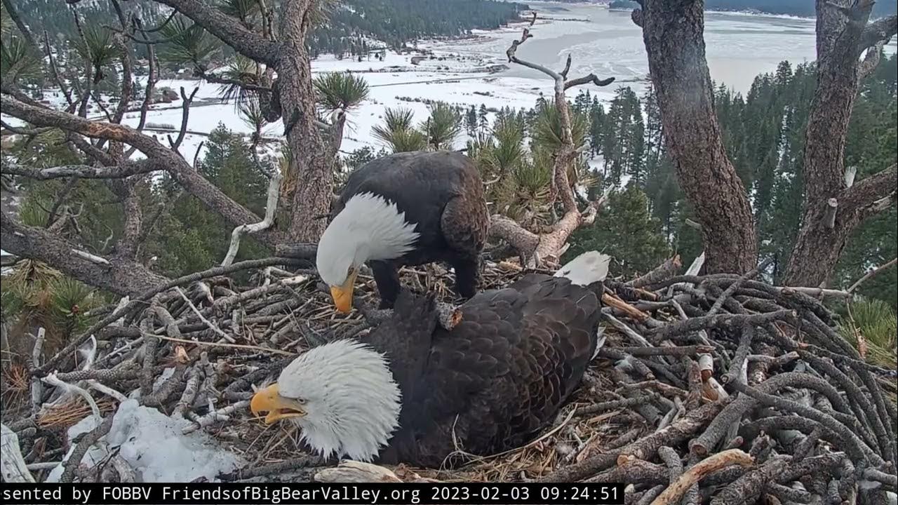 Active morning in the nest Big Bear Bald Eagle Live Nest Cam 1 / Big Bear Bald Eagle Wide View ...