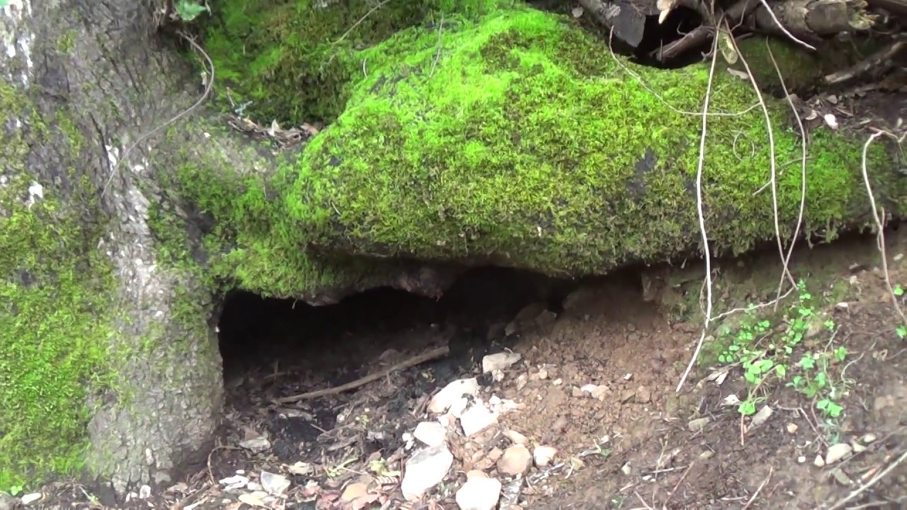 A look inside the now empty Bear Den. - YouTube