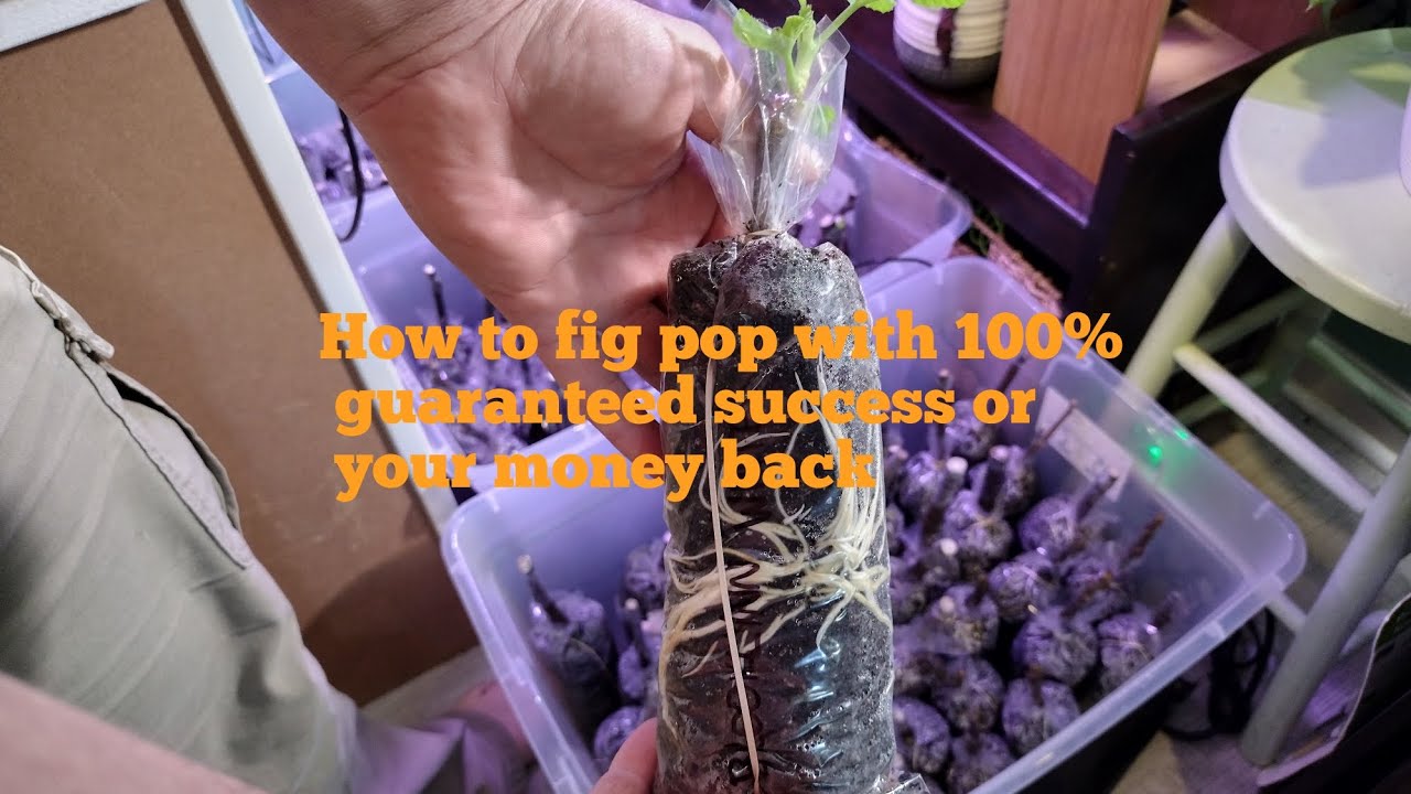 How to fig pop with 100% guaranteed success or your money back - YouTube
