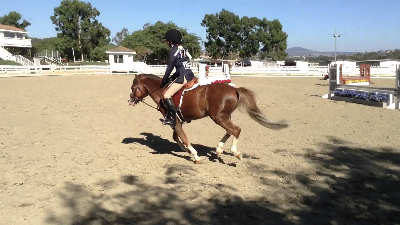 Tex small pony hunter for sale or lease - YouTube
