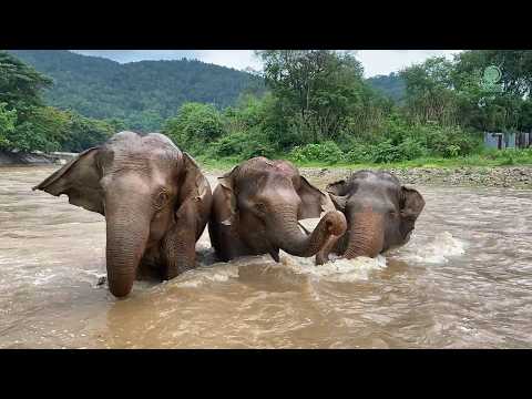 Rescued Elephants Find a New Family - ElephantNews