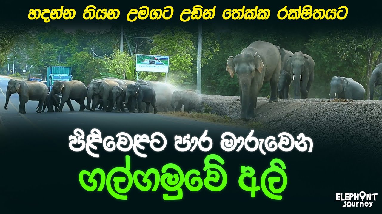 උදේම පාර මාරුවෙන ගල්ගමුවේ අලි | Road crossing of Elephants in Galgamuwa ...