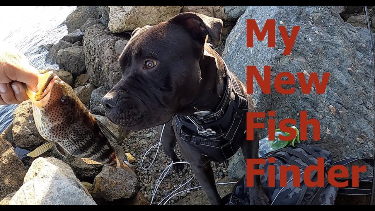 Catching Bass on the DRT Tiny Klash. New Fish Finder. Fishing in Oxnard ...