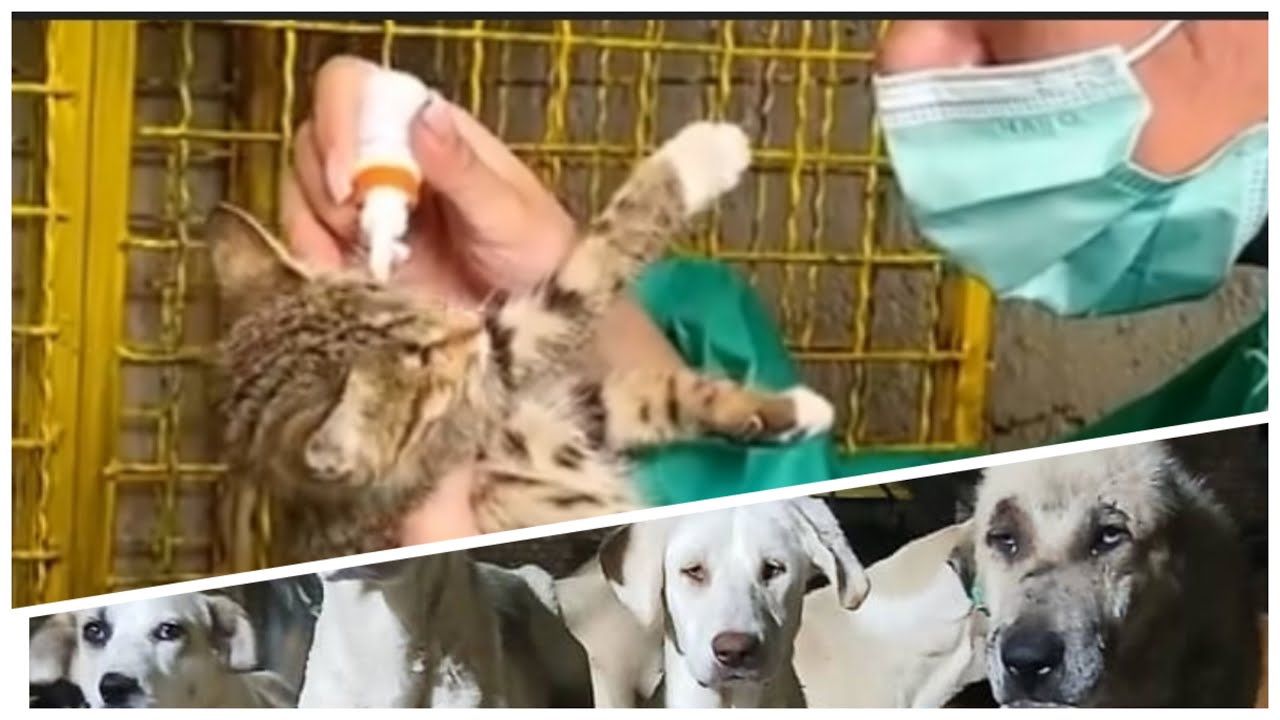 homeless animals: Watch These Homeless Animals Find Hope! - YouTube