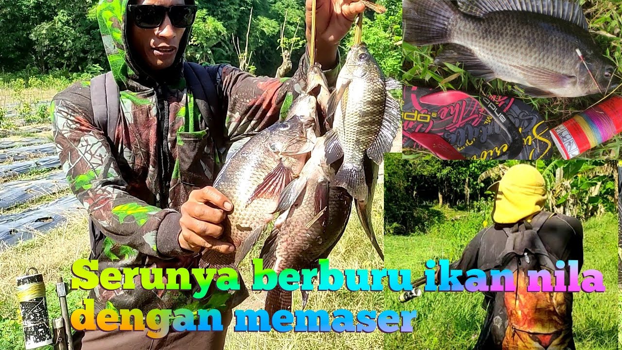 serunya berburu ikan nila dengan paser - YouTube