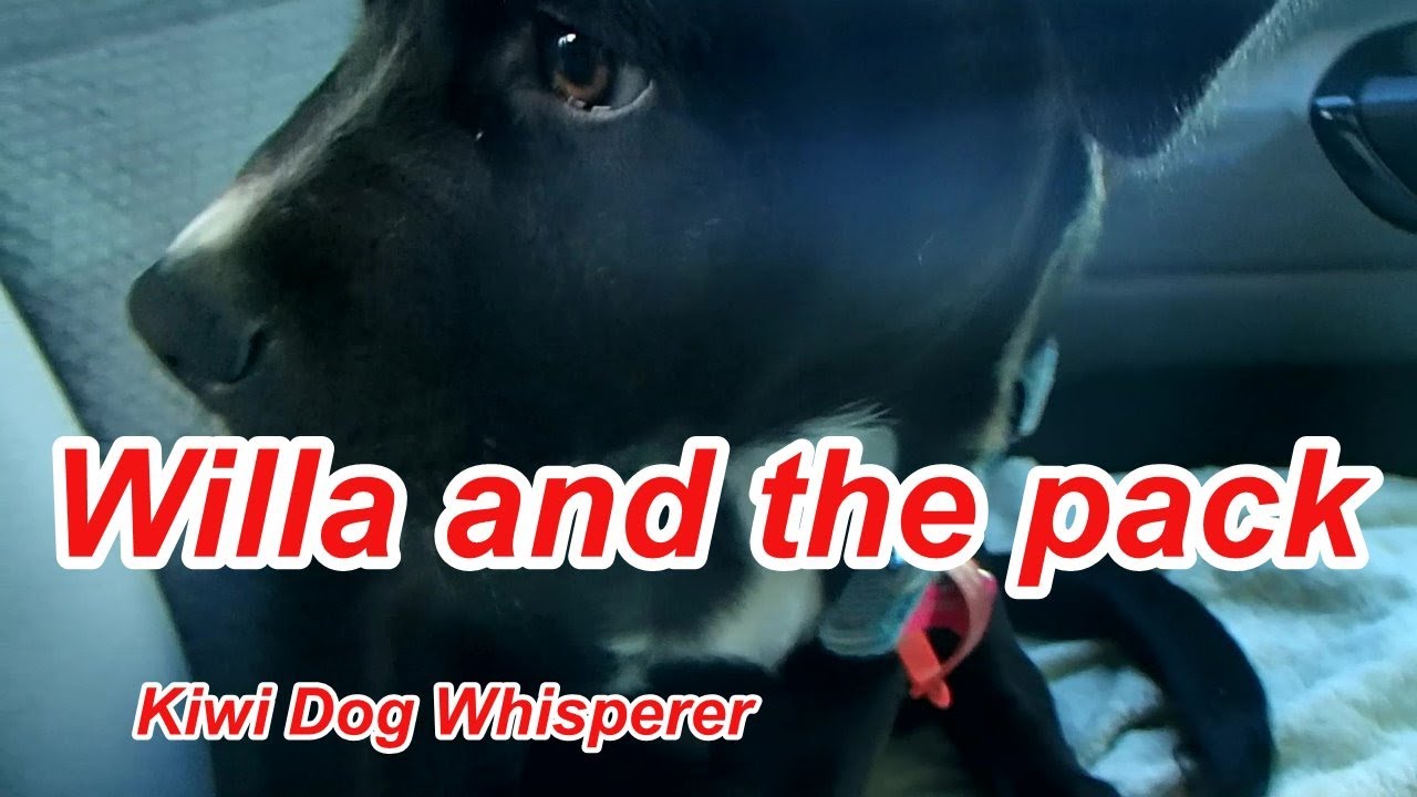 Willa and the Pack, Leash practice and the interview - YouTube