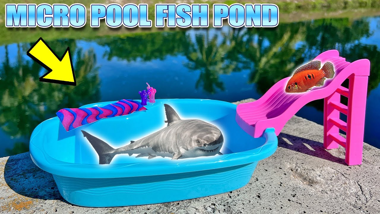 Micro Fish Pool Pond | Monster Mike - YouTube