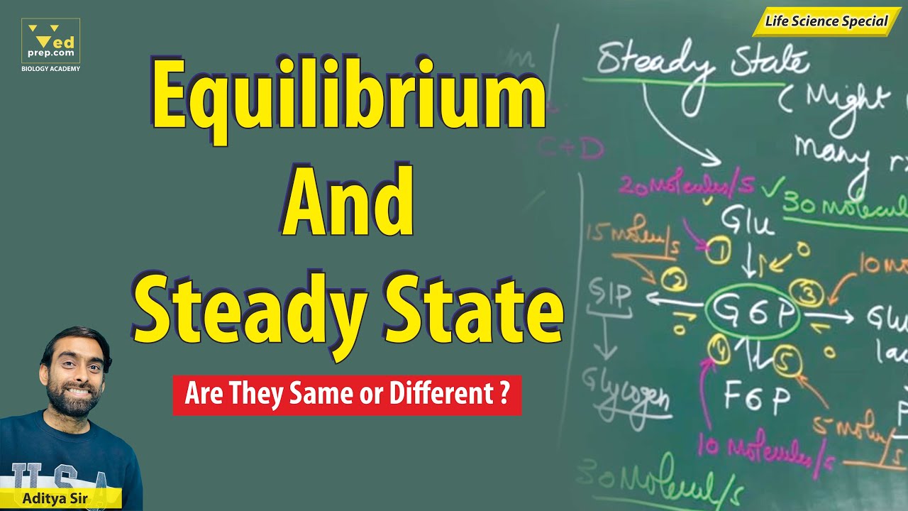 Equilibrium and Steady state | Homeostasis | Equilibrium - YouTube