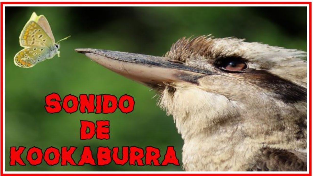 Sonido de kookaburra - YouTube