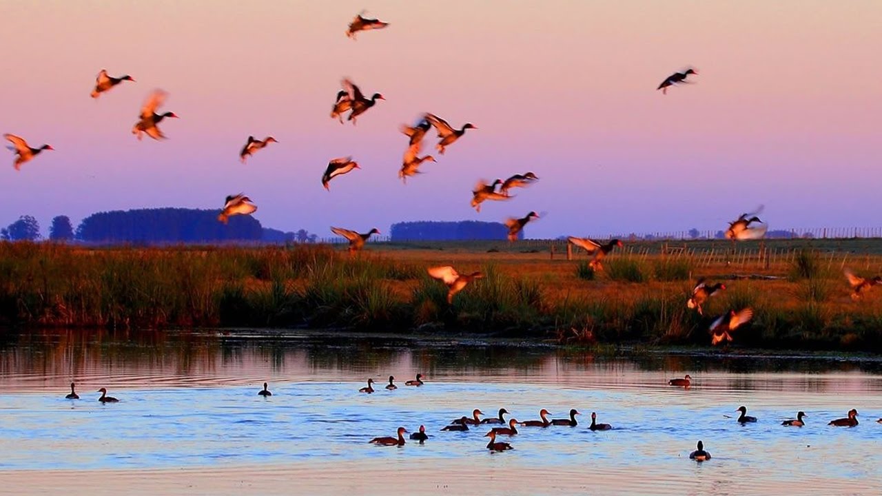 Uruguay! Dove, Duck, Perdiz, pigeon and golden dorado Deer Meat For Dinner