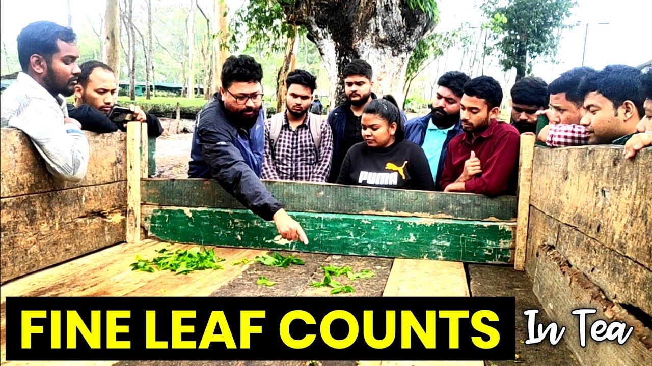 Fine Leaf Counts In Tea 🌿| Tocklai Tea Research Institute 💞| Dhunkuri ...