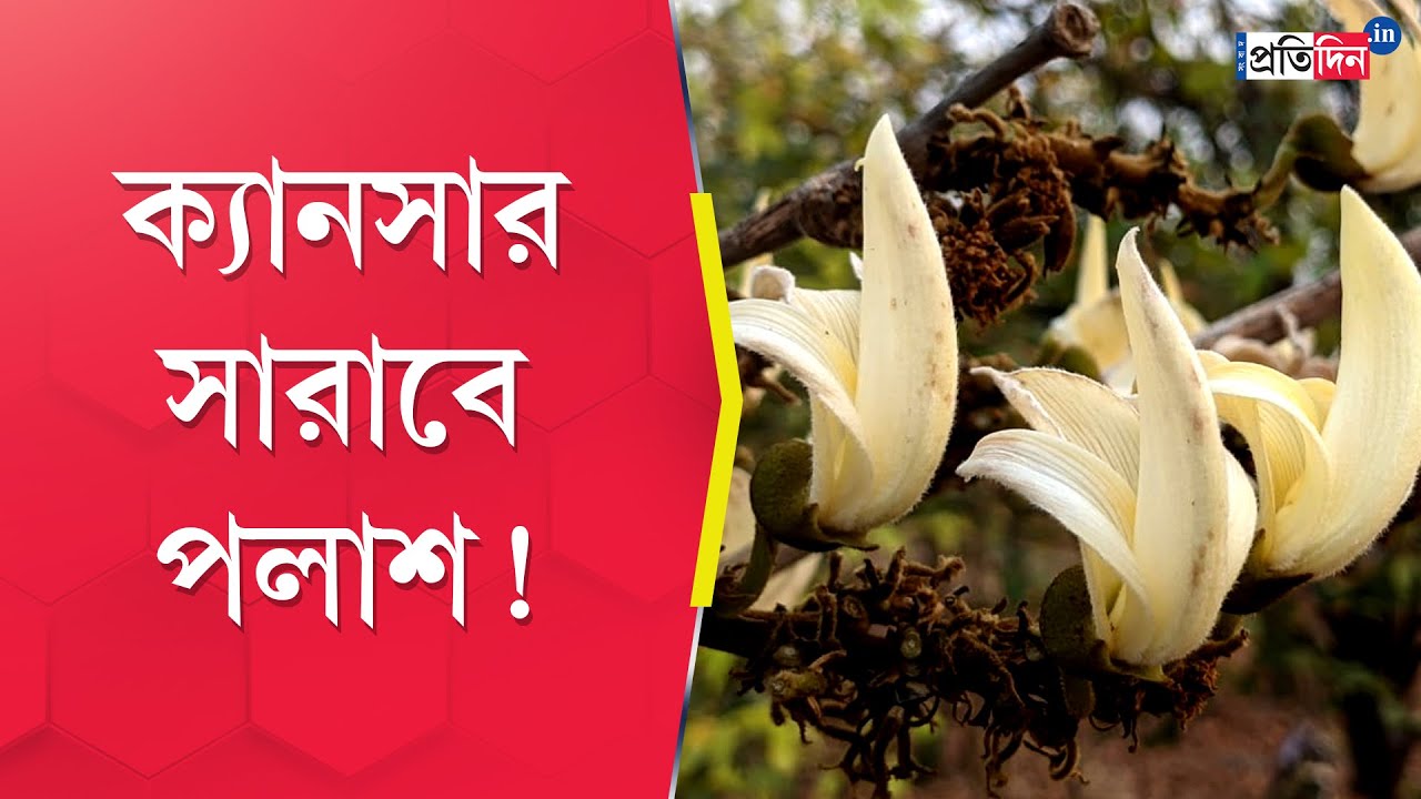 Purulia: Production on white palash begins in order to conservation of rare species - YouTube