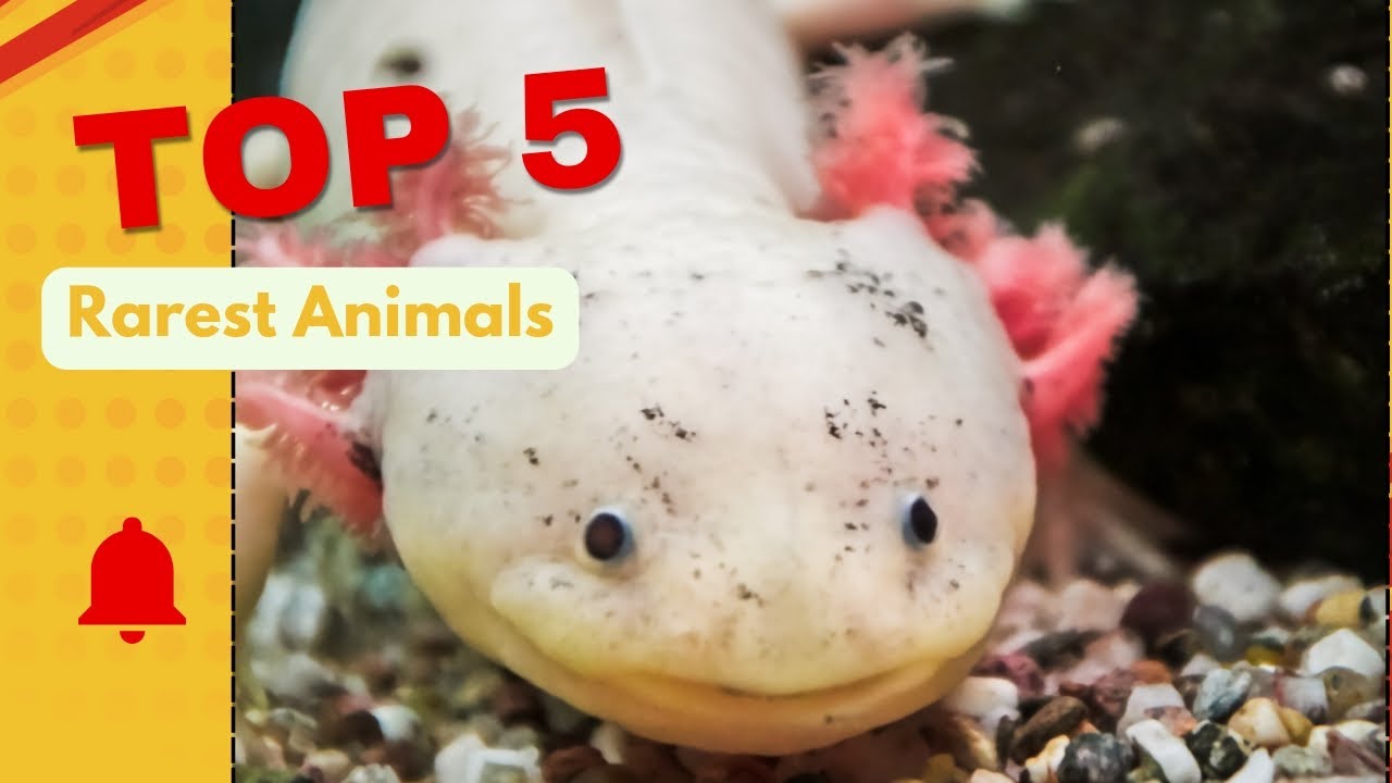 Top 5 Most Rare Animals In The World - YouTube