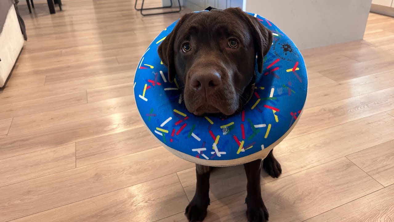 MY LAB PUPPY'S SURGERY RECOVERY - YouTube