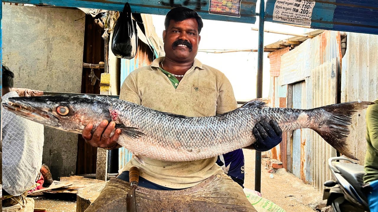 KASIMEDU SIRUTHAI DURAI BIG GIANT BARRACUDA FISH CUTTING VIDEO ...