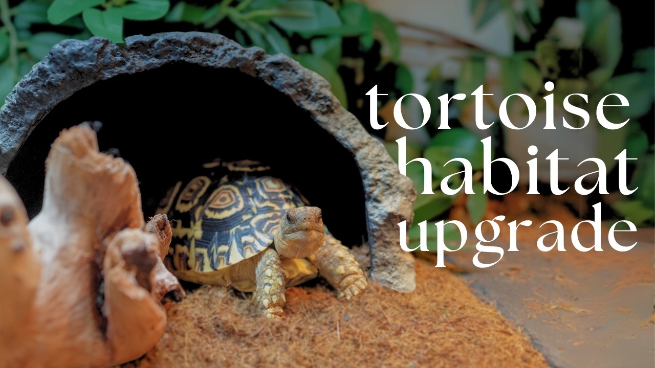 Transforming a Dog Crate into a Tortoise Enclosure | DIY Tortoise ...