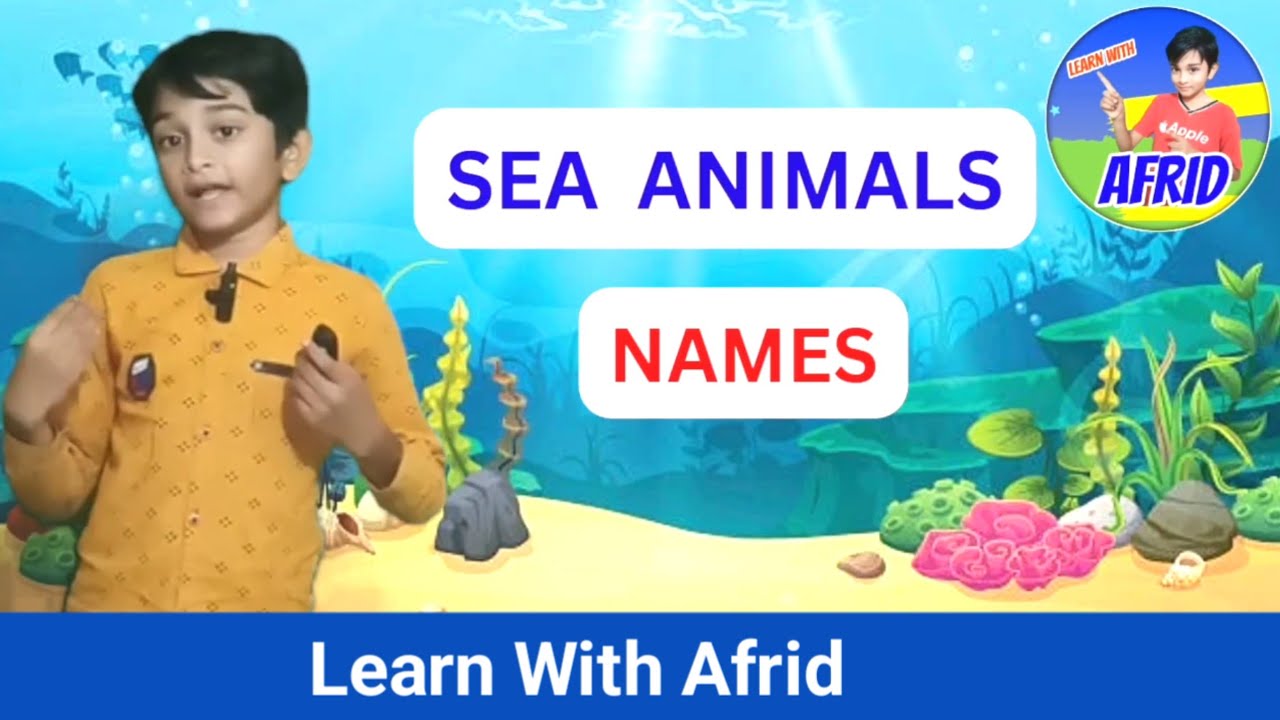 Sea Animals Video For Kids - Learn With Afrid - YouTube