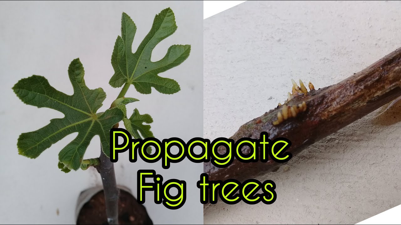 How to Propagate a Fig Tree - YouTube
