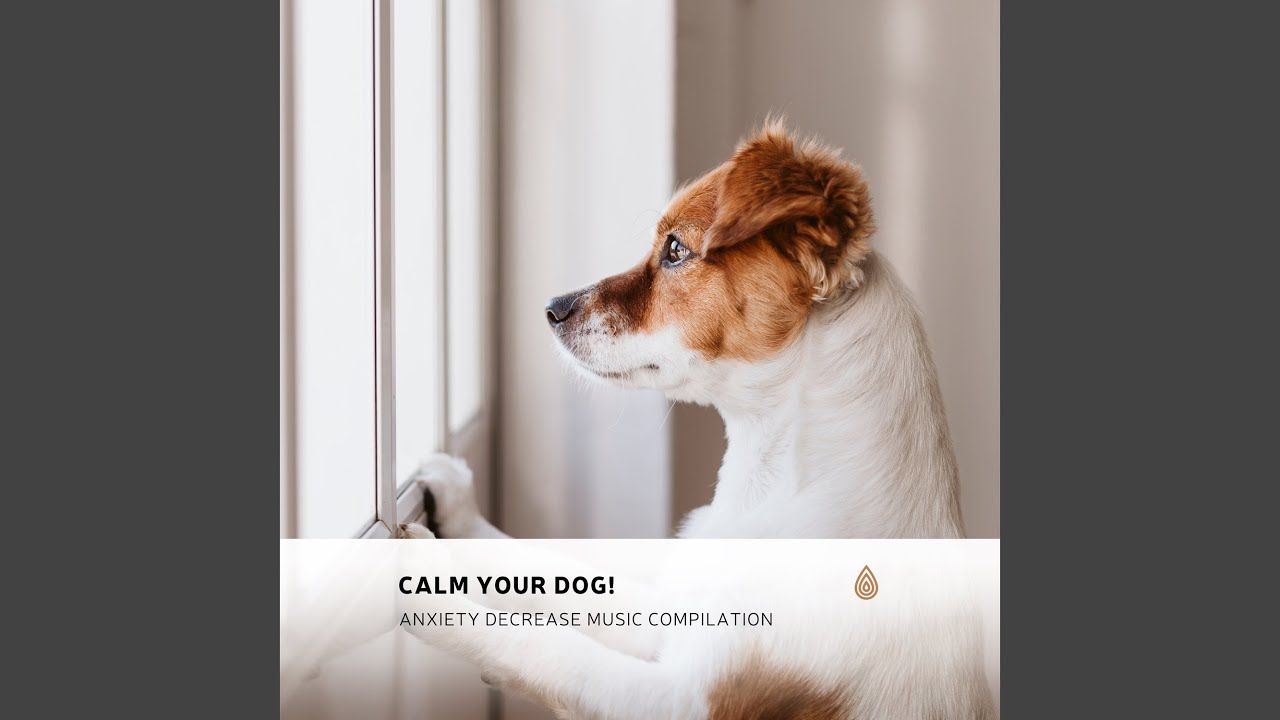 Warm Deep Bird Sounds - YouTube