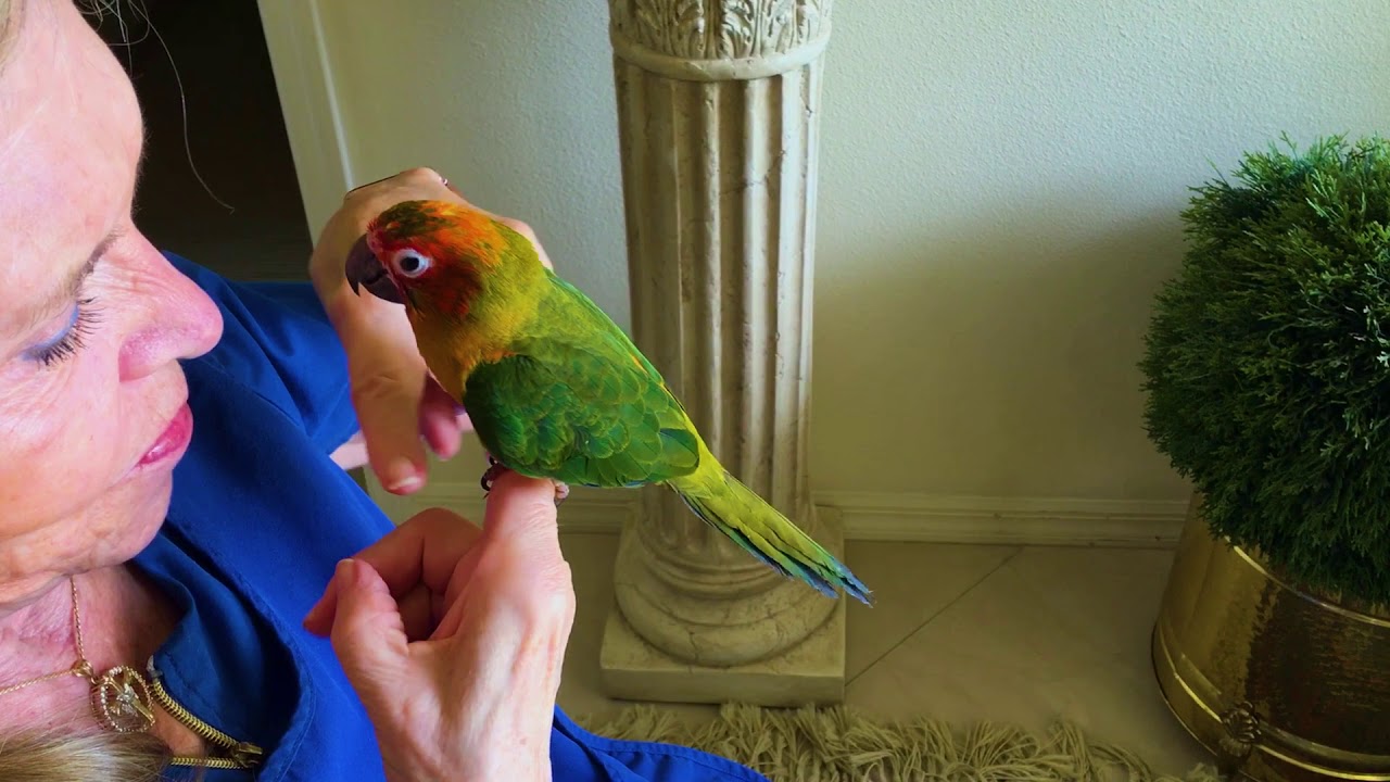 Fly Babies Aviary - Free Shipping - Terry W - Completely Tame - YouTube