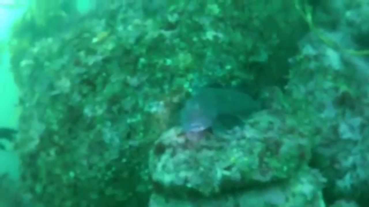 Monastery Beach Dive - YouTube