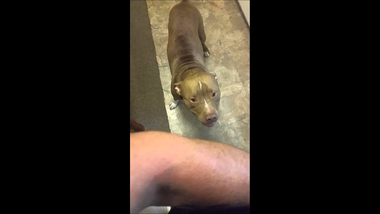 Why Does My Dog Keep Hugging My Leg