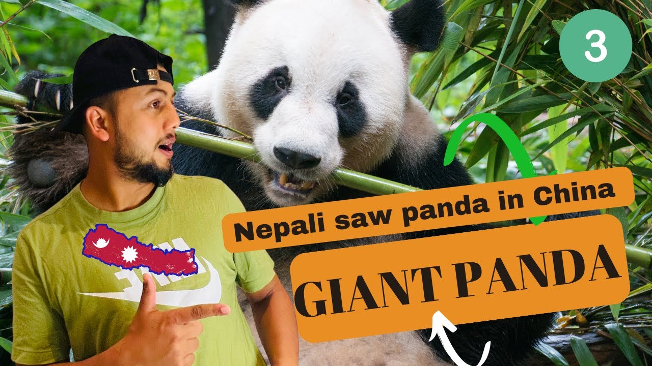 I visited the KUNG FU PANDA 🐼!!!! | Nepali traveller in CHINA - YouTube