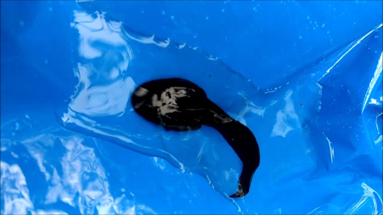 Bicolored frog - YouTube