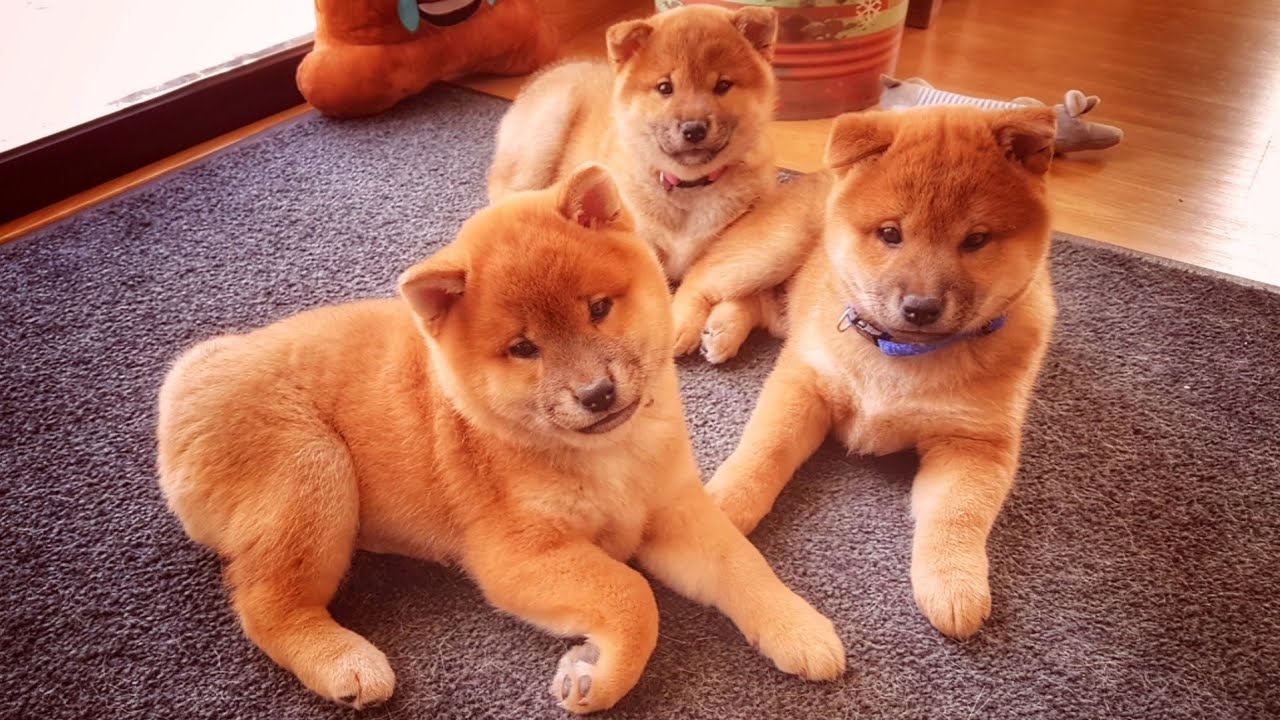 Potat wresslingo - MLIP / Ep 144 / Shiba Inu puppies - YouTube