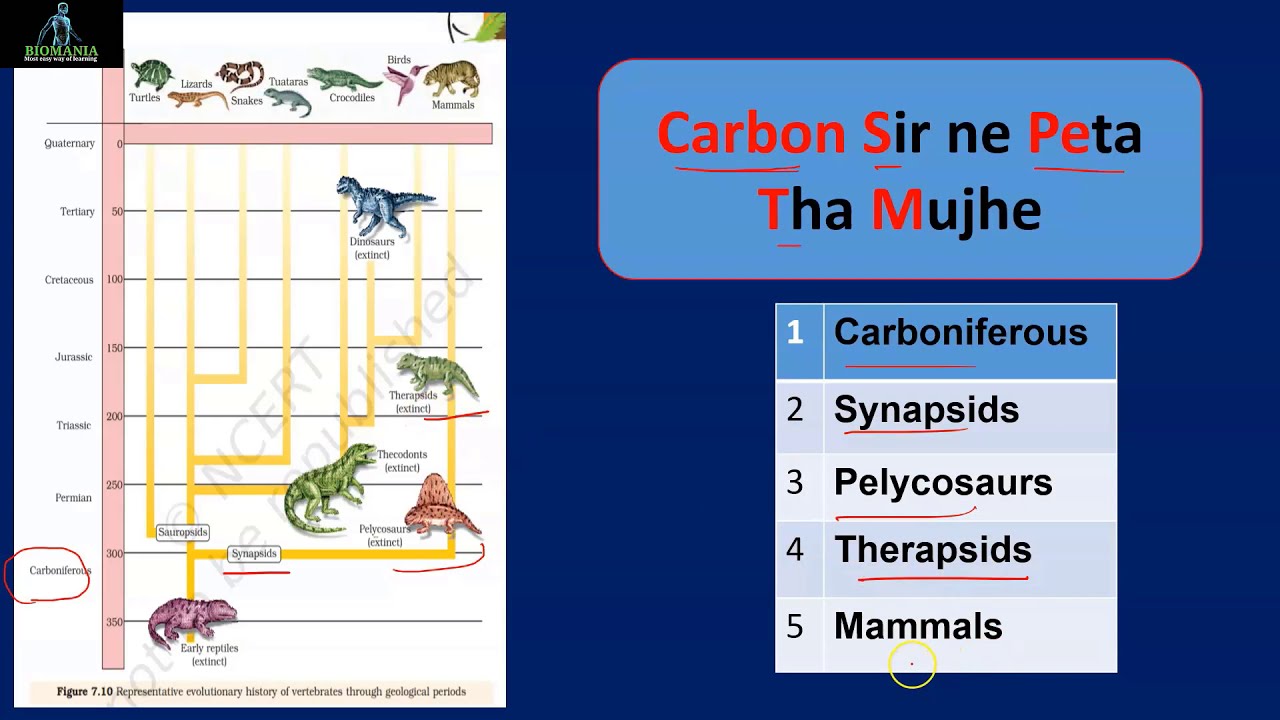 Evolution Short Tricks| Mnemonics | NEET 2020 | Evolution Chart Tricks ...