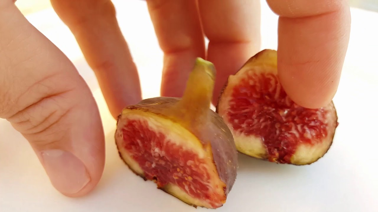 Malta Black 35 Fig - YouTube