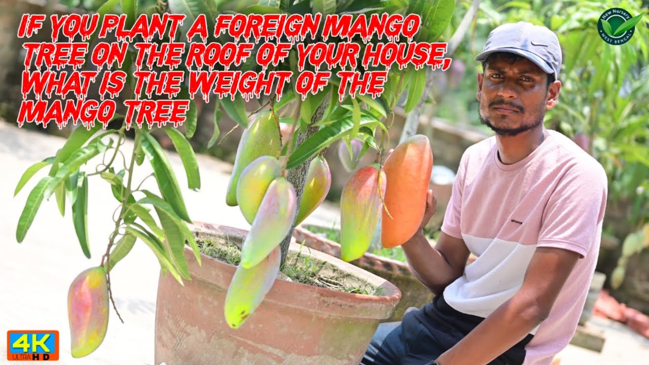 If you plant a foreign mango tree on the roof of your house, what is ...