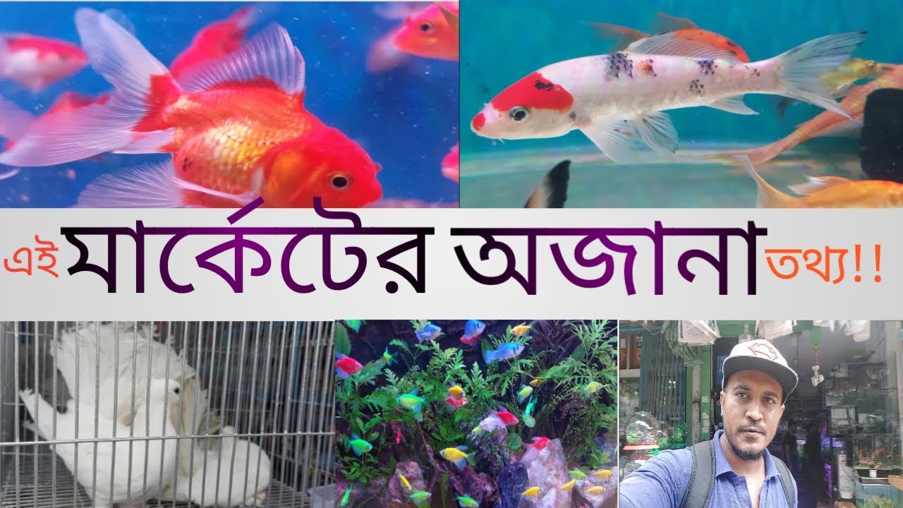 Dhaka University Market/Katabon Market with Gk// Gk On The Blog. - YouTube