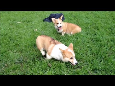 Corgi puppies playing - YouTube