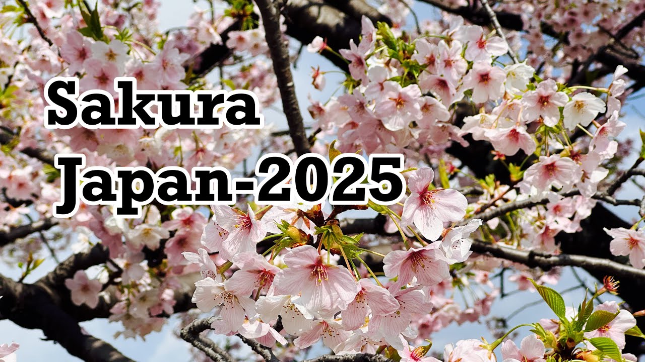 japan -Kyoto-sakura 2025-4-6 - YouTube
