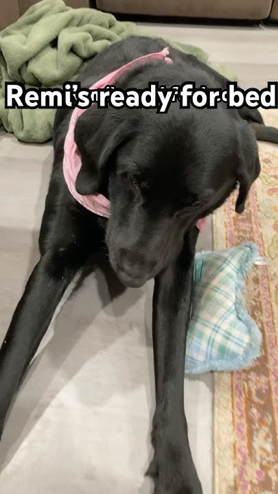 Good night 😴 remi! - YouTube