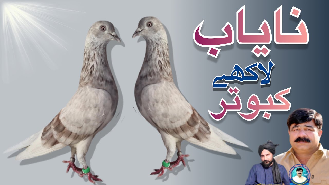 Lakhy Kabootar | Old & Rare Lakha Breed | Ch. Mohsin Nawaz Ghumman Ke ...