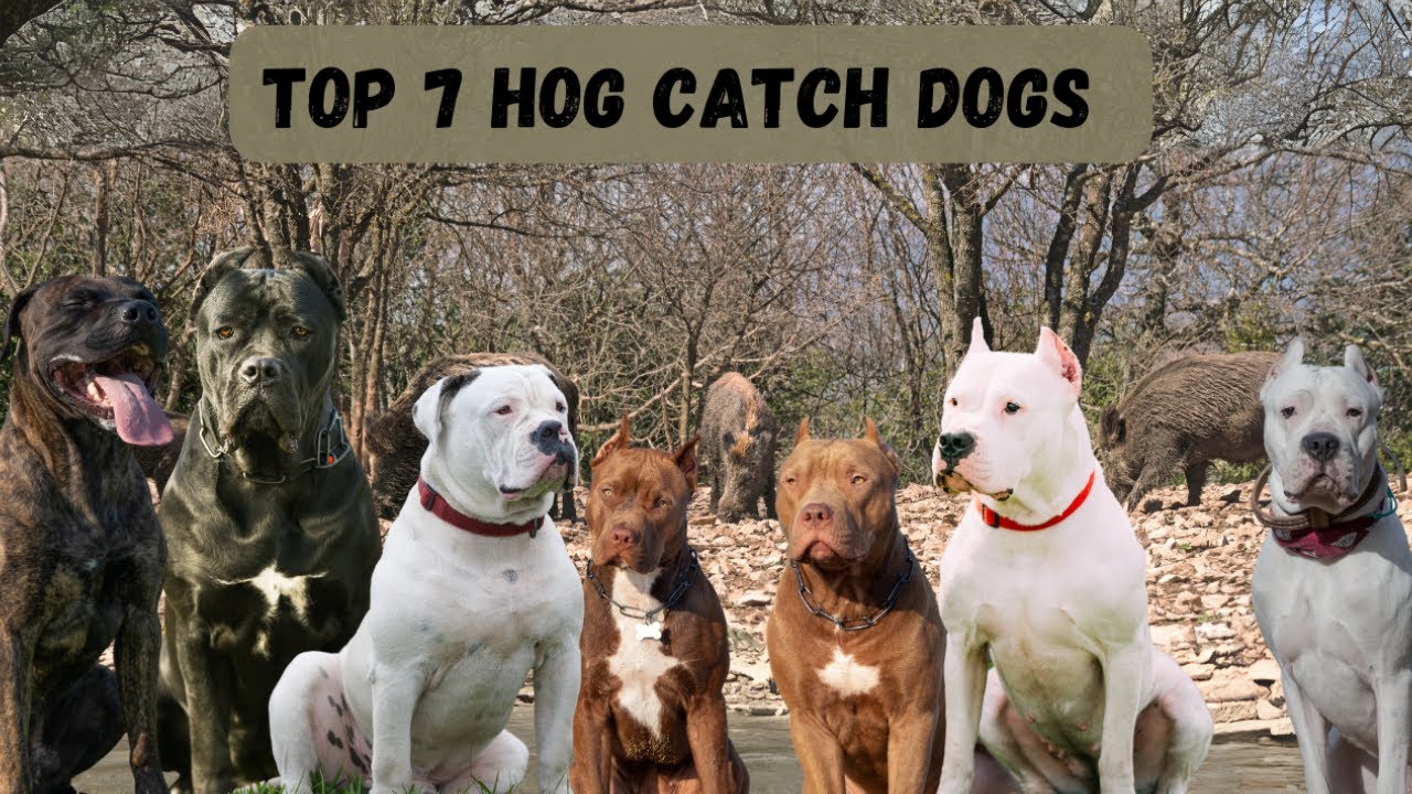 Top 7 Dogs who Help Control Hog Populations in 2024 - YouTube