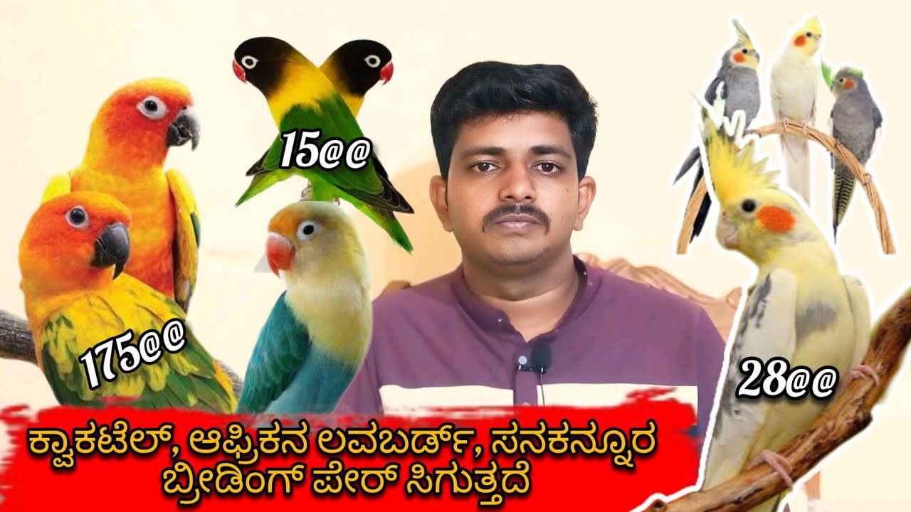 ಕ್ವಾಕಟೆಲ್, ಆಫ್ರಿಕನ ಲವಬರ್ಡ್, ಸನಕನ್ನೂರ ಸಿಗುತ್ತದೆ ANAND BIRD - YouTube